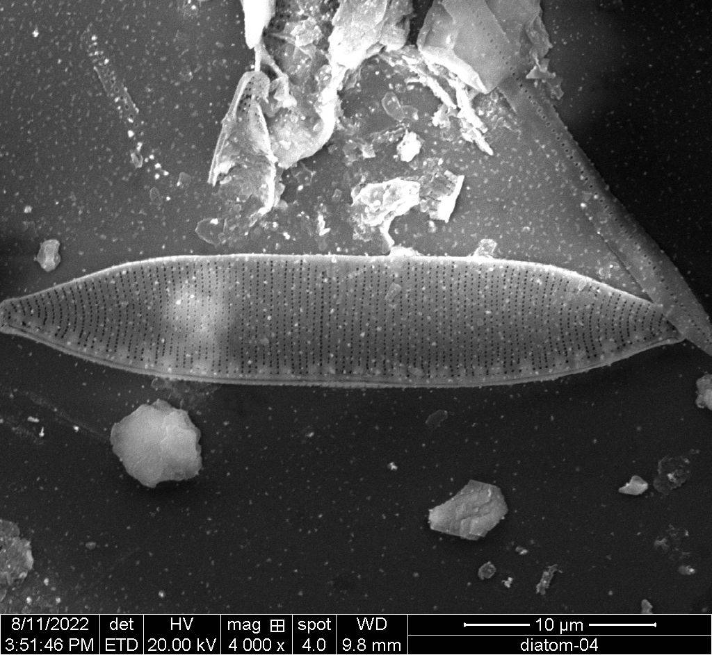 Algal Image Database – Algal Image Database of India