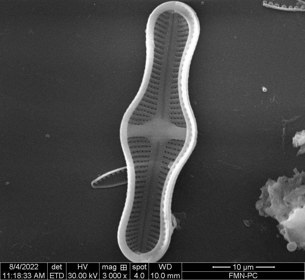 Algal Image Database – Algal Image Database of India
