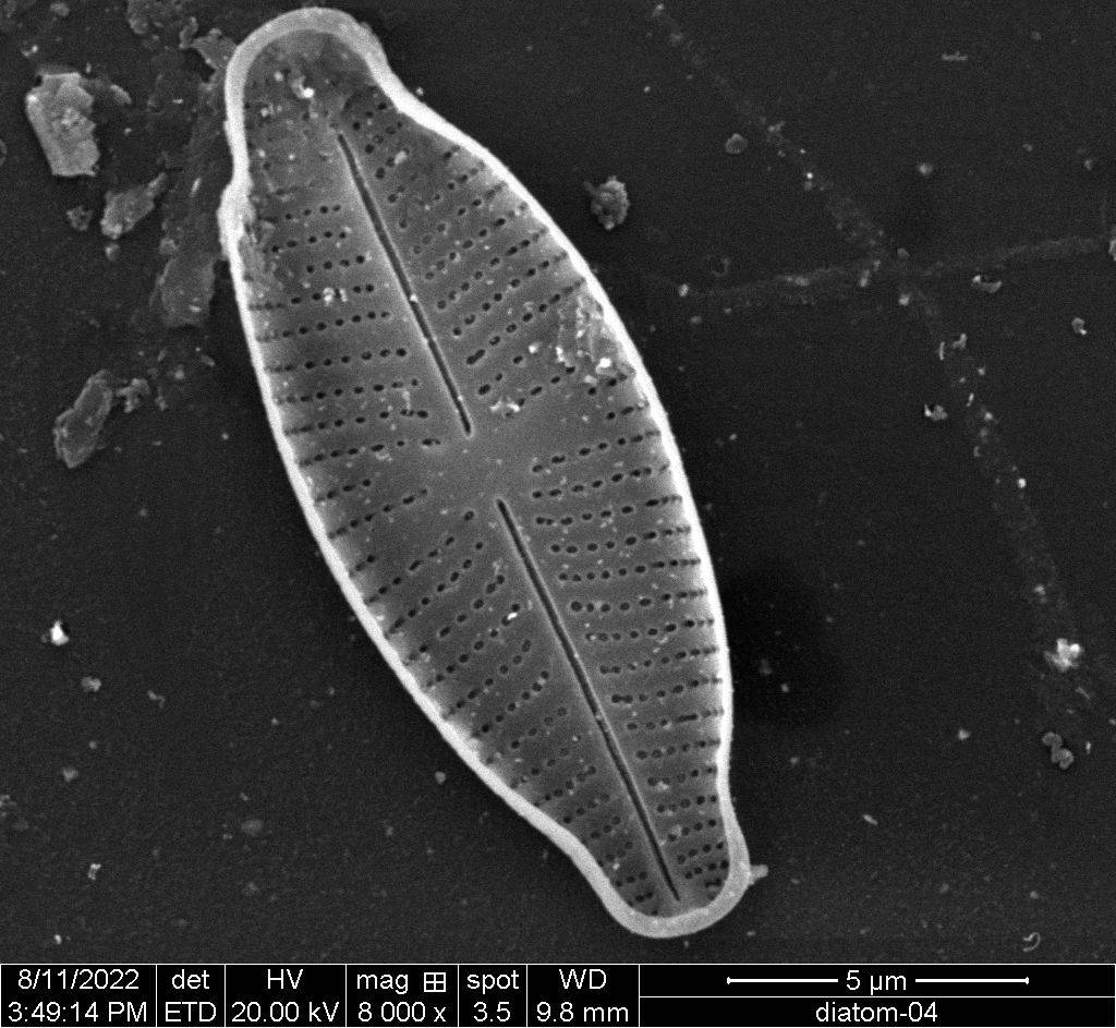 Algal Image Database – Algal Image Database of India