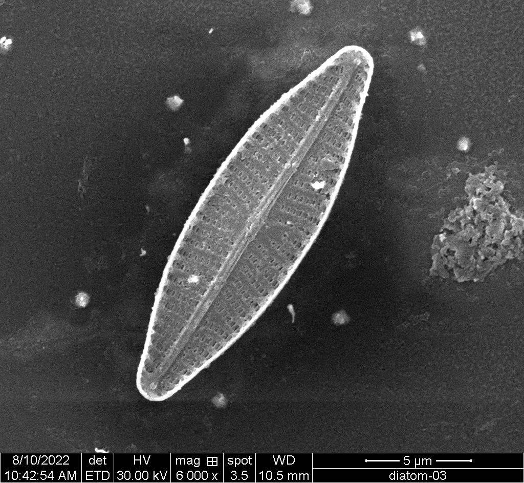 Algal Image Database – Algal Image Database of India