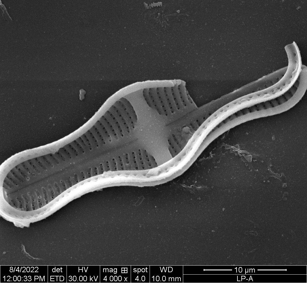 Algal Image Database – Algal Image Database of India